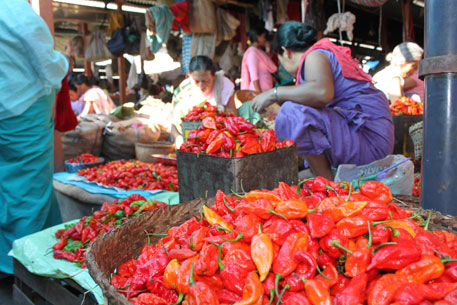Bhoot Jolokia - The world's hottest Chili Pepper - North East India ...
